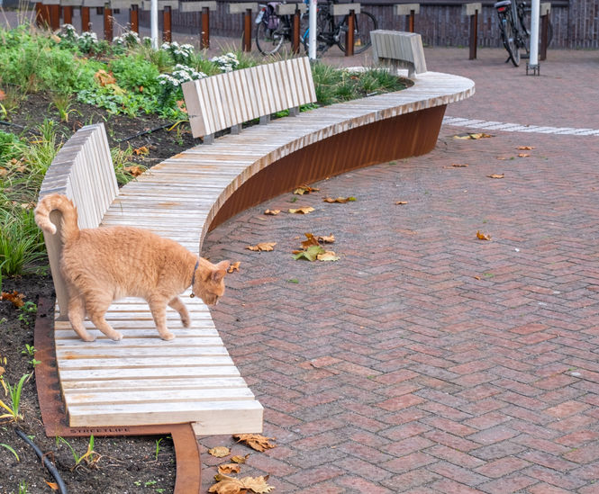 Free Form Tree Isles | Streetlife