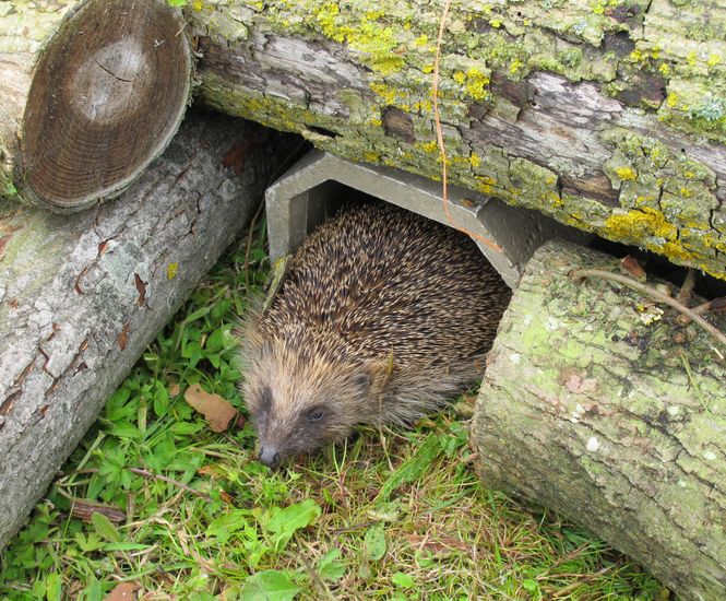 ACO offers support for Project Biodiversity | ACO Water Management