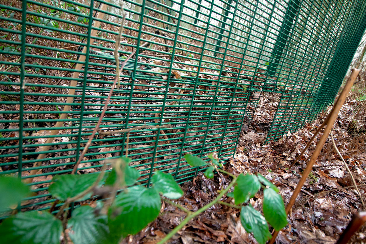Secure fencing and gates protect forest research sites | Images