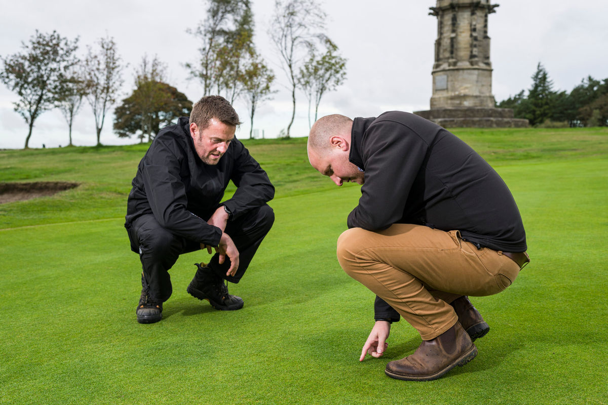Images for ForeFront Greens grass mix for overseeding golf course greens
