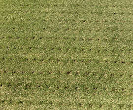 Summer overseeding with ForeFront Greens - Little Aston Golf Club ...