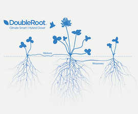DoubleRoot climate-smart clover for amenity spaces | Germinal Amenity ...