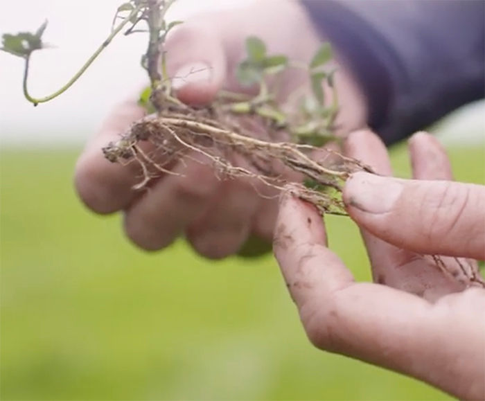 DoubleRoot climate-smart clover for amenity spaces | Germinal Amenity ...