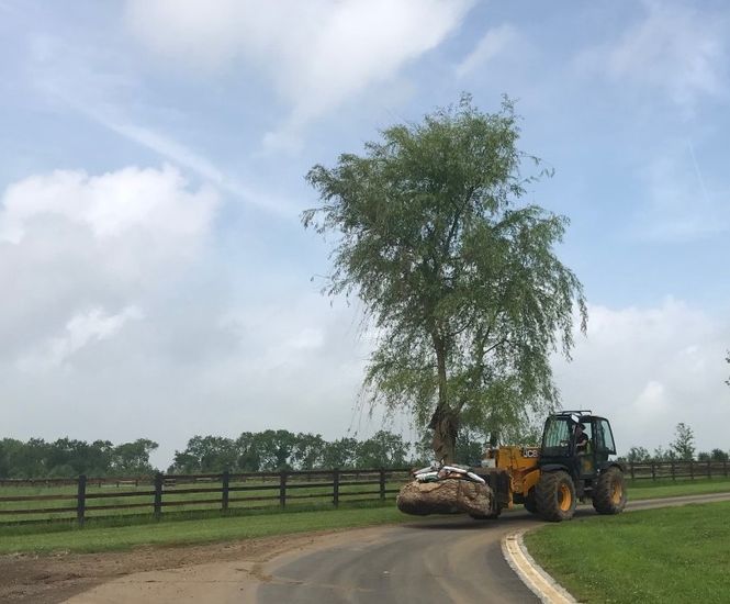 Specimen willow in AirPot container delivered | Majestic Trees