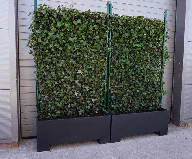 Bespoke mobile barrier planter with screening hedge | Livingreen Design