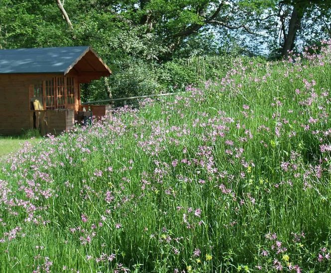 Lindum Wildflower - meadow turf with herbs and perennials | Lindum Turf
