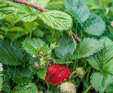Netting | EXTERNAL WORKS