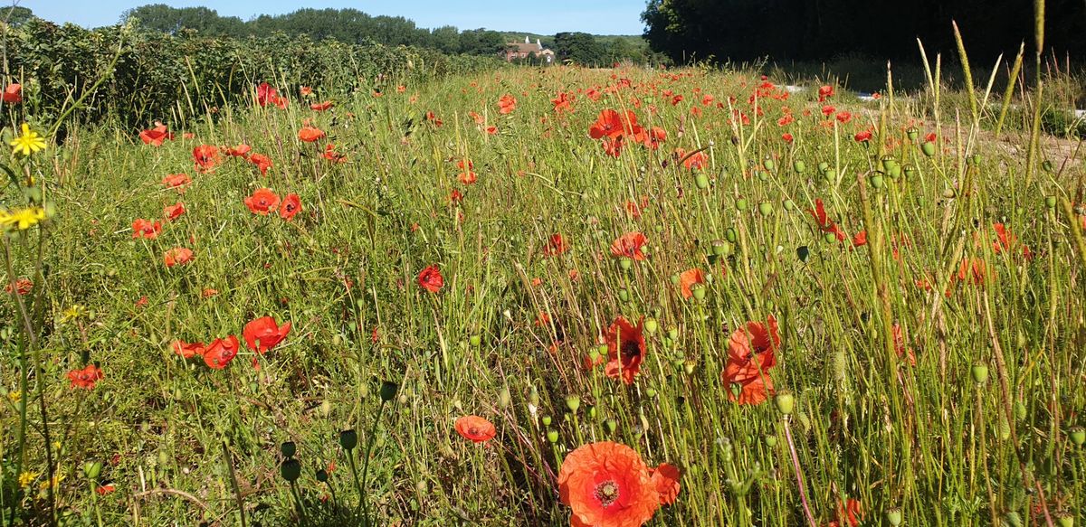 Images for Design and install of new paths for Ranscombe Farm Reserve