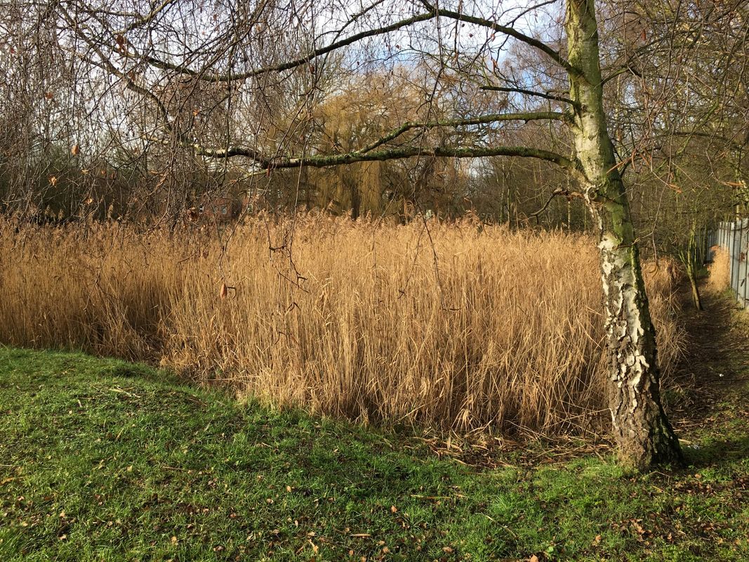 Tump 53 Ponds Thamesmead Dredging And Regeneration | Images