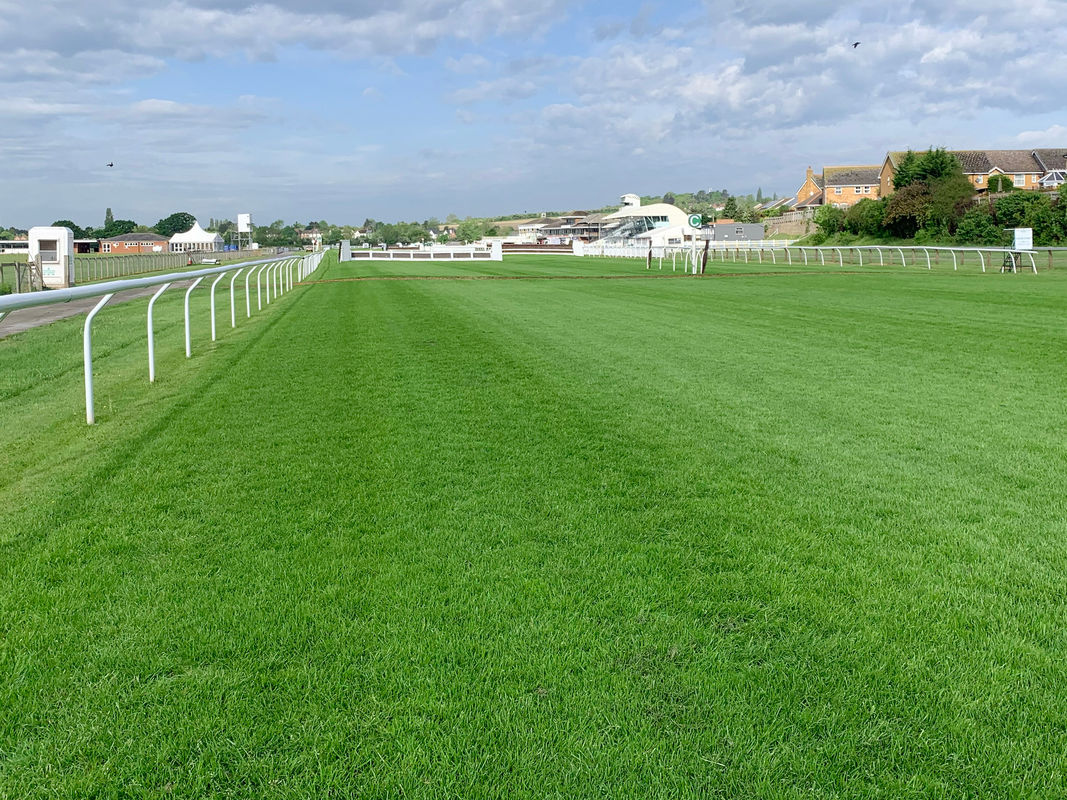 Images for J 4Turf 25 sports seed delivers strength at Stratford Racecourse