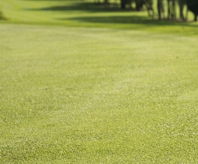 Overseeding with bentgrass at Bransford Golf Club | Germinal Amenity