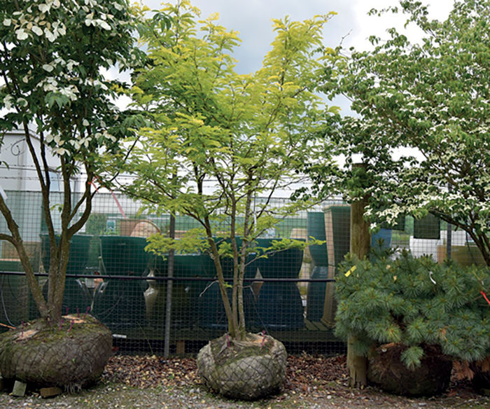 Images for Multi-stem trees