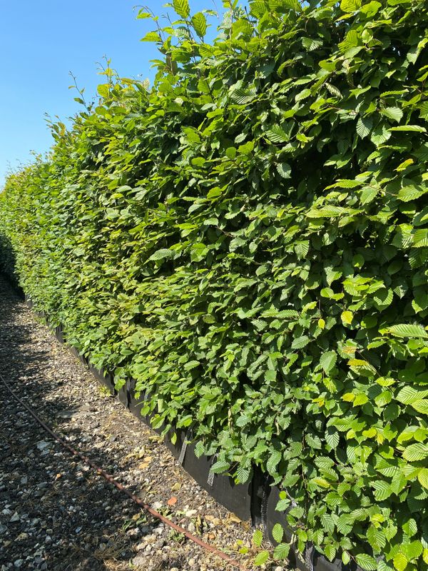 Images for Hornbeam Instant Hedge (Carpinus betulus)