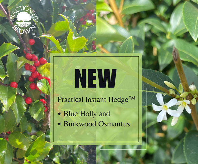 New Practical Instant Hedge™ ranges | Practicality Brown