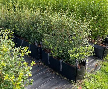 Instant hedging | Deepdale Trees