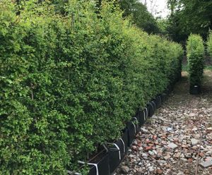Instant hedging | ARBOR Nurseries