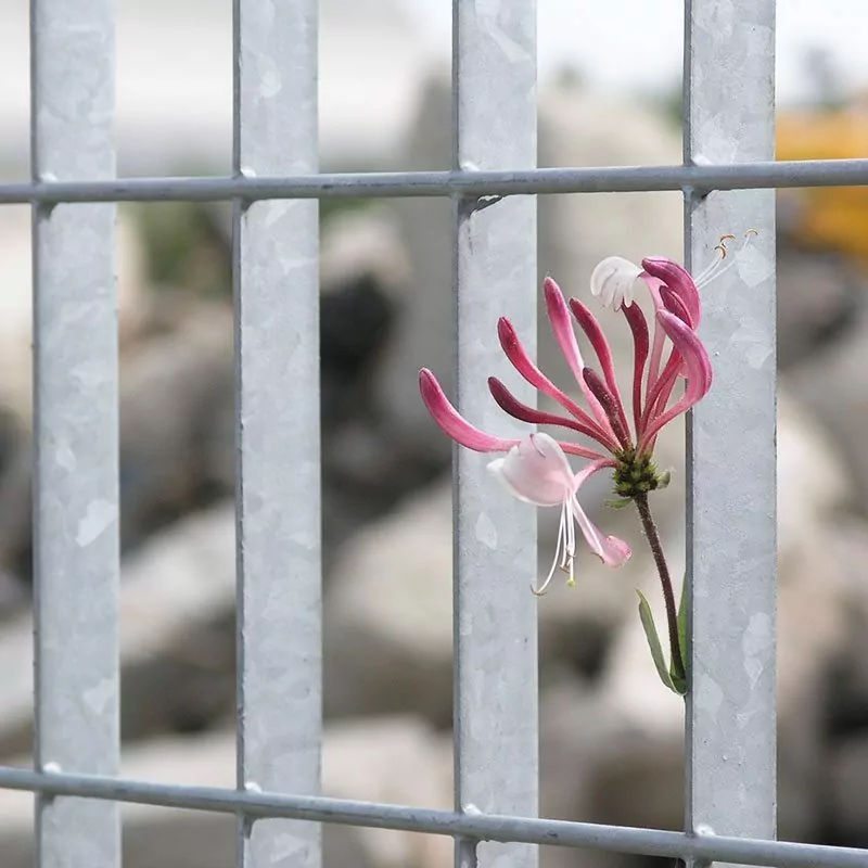Images for Roma-4 steel grating fences