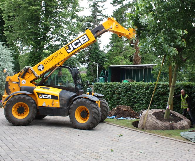 Delivery to tree pit service for award-winning trees | Majestic Trees