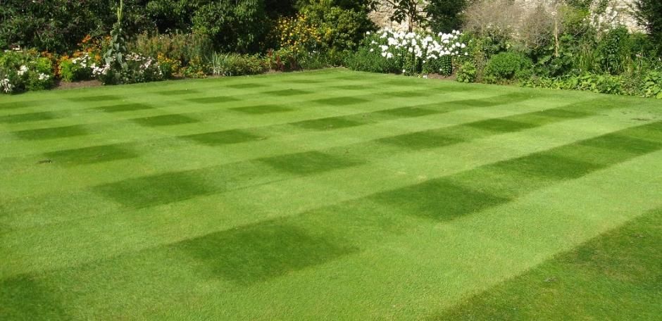 Designer Prizelawn grass seed mix for lawns and landscapes | Images
