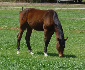 High shoot density grass seed | EXTERNAL WORKS