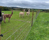 Agricised timber fencing posts for paddocks at alpaca ranch | M&M Timber
