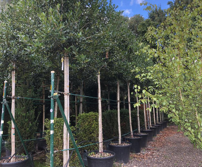 Screening trees | Practicality Brown