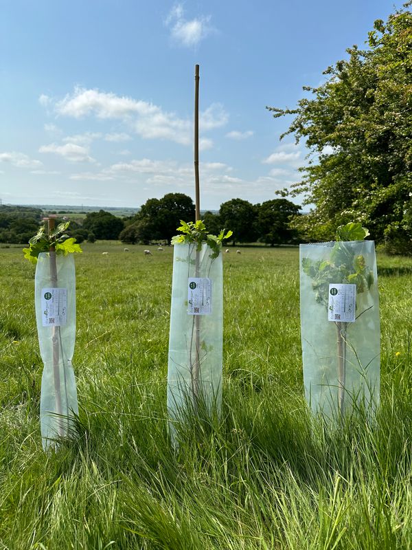 Eco-Haven™ biodegradable bio-polymer tree guards | Images