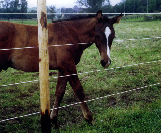 Bayco® Equine - fencing and crop support wire | Hy-Tex