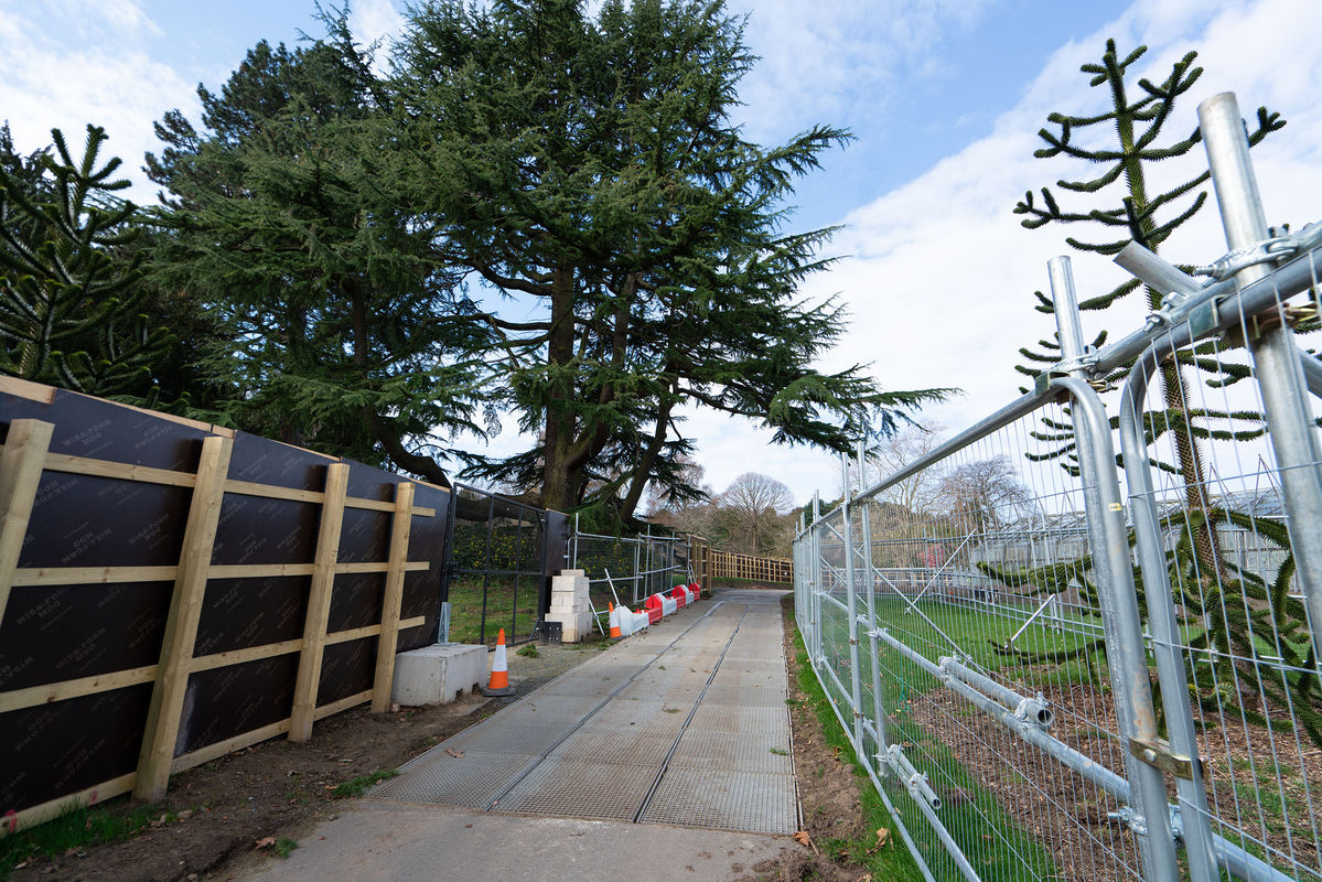 Images for RootBridge – bridges for tree root protection