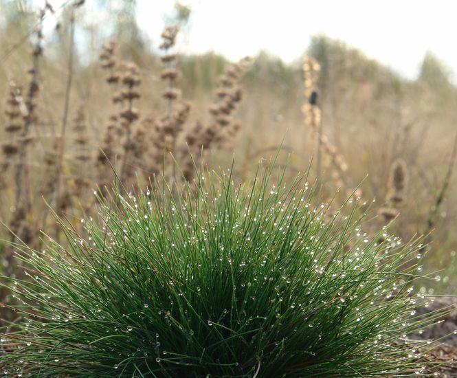 Sheeps Fescue - Seed and plug plants | Harrowden