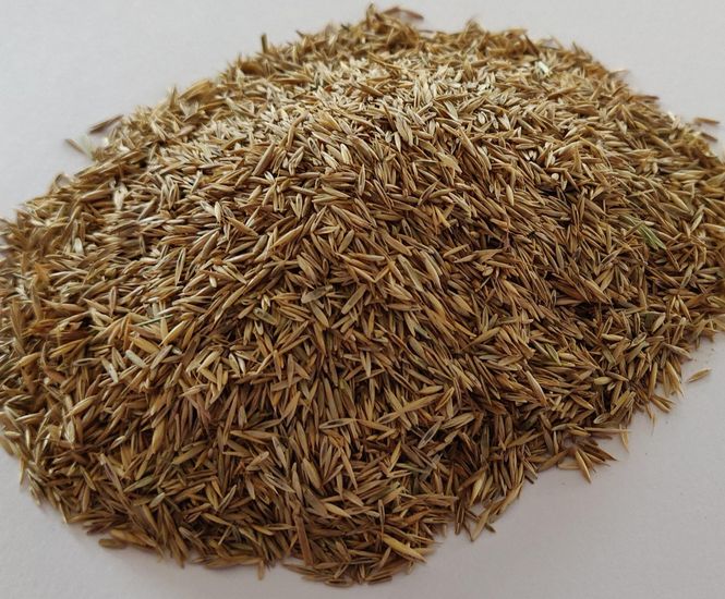 Titan Turf - Grass Seed | Harrowden