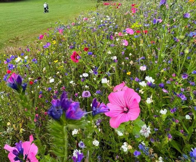 Colour Boost Chameleon wildflower mix | DLF Seeds