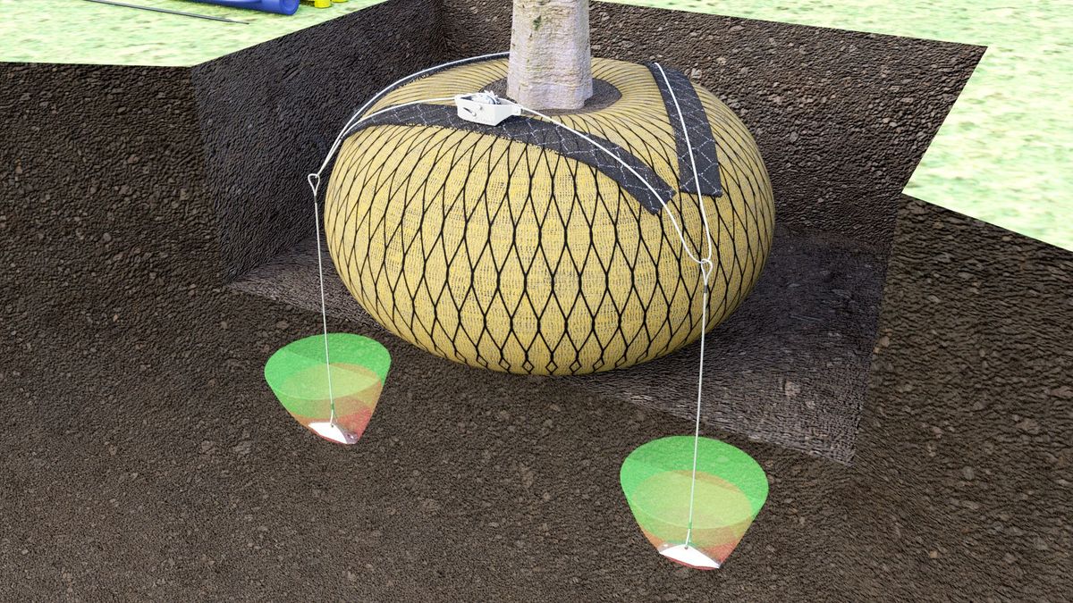 Tree anchoring systems for regeneration of Union Terrace Gardens | Images