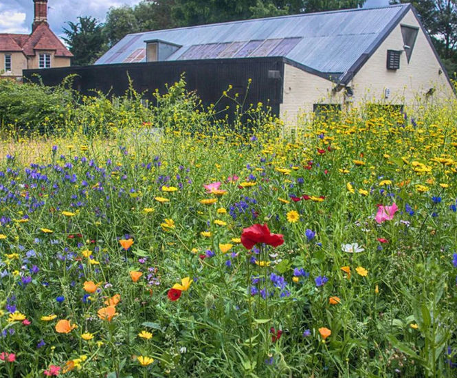 Instant Sunshine 100% Seed Mix (Annual & Perennial) | Meadowmania UK