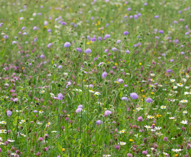 MM3 General Purpose Meadow - grass and wildflower seed mixture ...