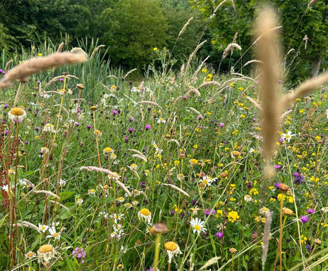 MM6 Wetland Soil Meadow Mixture (Grass & Wildflower Seed) | Meadowmania UK