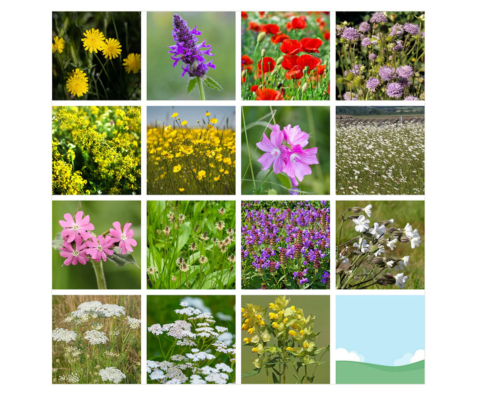 MM2 Acidic Soil Meadow Mixture (Grass & Wildflower Seed) | Images