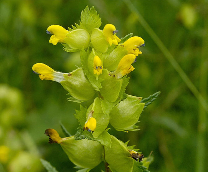 Yellow rattle plug plants annual wildflowers | Rhinanthus minor ...