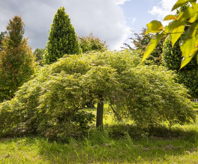 Unique specimens - special variety trees and shrubs | Lorenz von Ehren