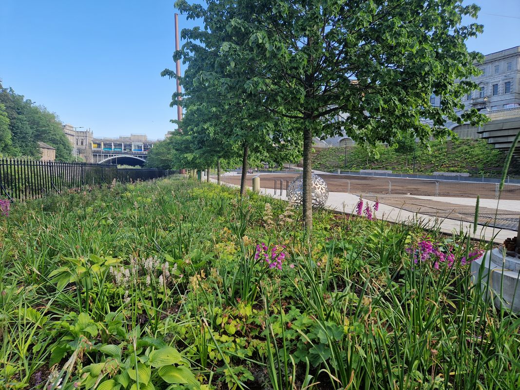Tree anchoring systems for regeneration of Union Terrace Gardens | Images