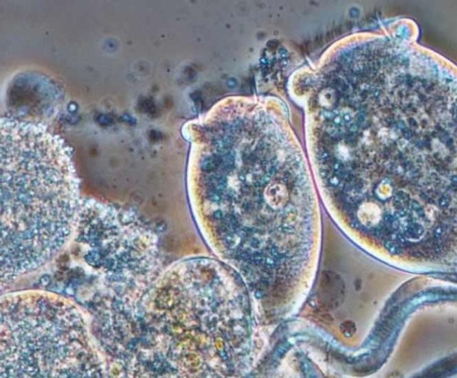 ANITA™ Mox - MBBR sidestream ammonia treatment | Veolia Water ...