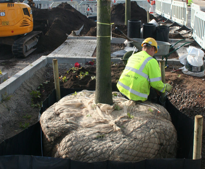 Semi-mature tree installation | East Midlands Landscaping Ltd