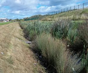 Tree root protection | EXTERNAL WORKS