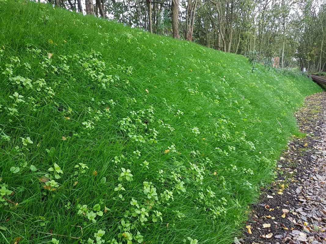 Erosion control for a steep sloped bund in Warwickshire | Images