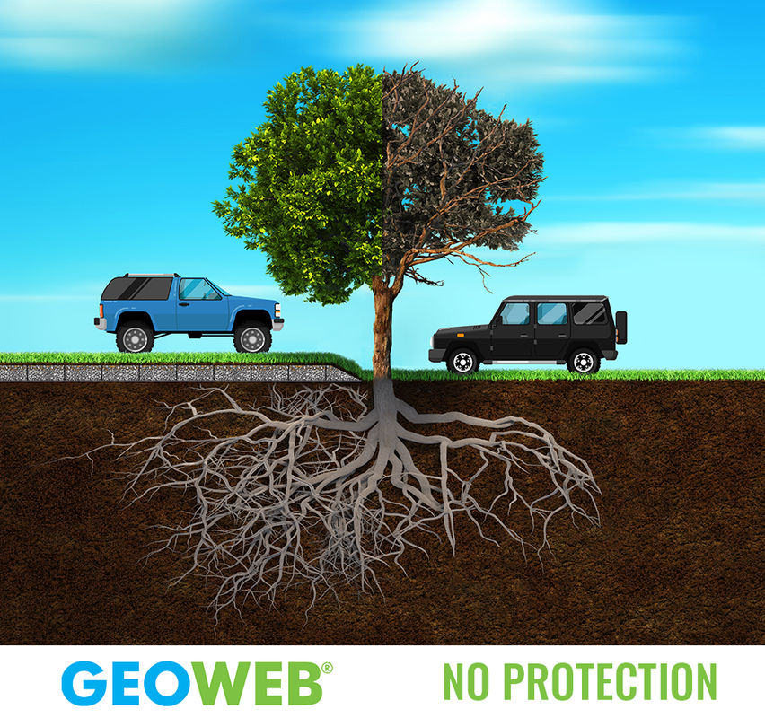 Images for Geoweb® tree root protection system