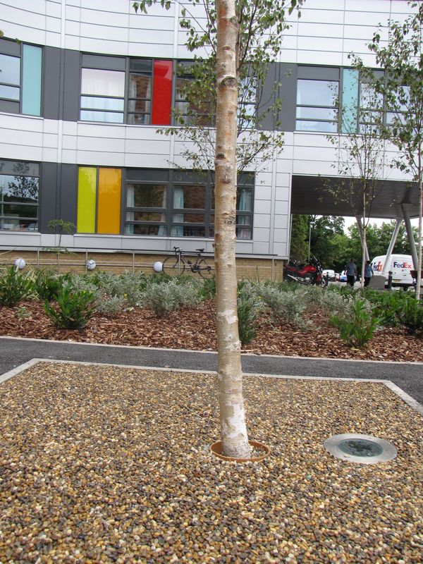 DekorGrip Tree Surrounds - resin bound tree pit system | Images