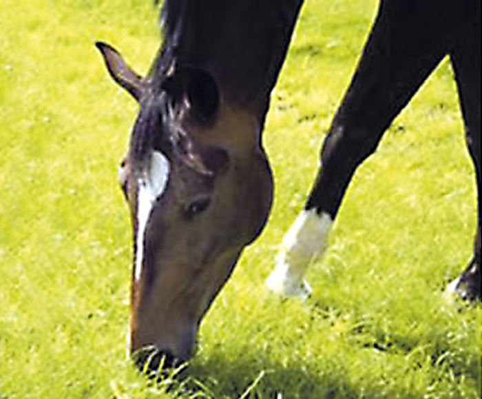 Images for HorseMax Paddock grazing grass seed mix