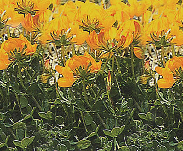 Images for Pro Flora 8 Legacy wildflower seed