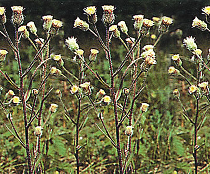 Images for Pro Flora 11 Woodland & Heavy Shade wildflower seed