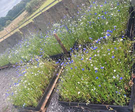 Wildflower mix adds boost of colour at RHS Flower Show | DLF Seeds ...